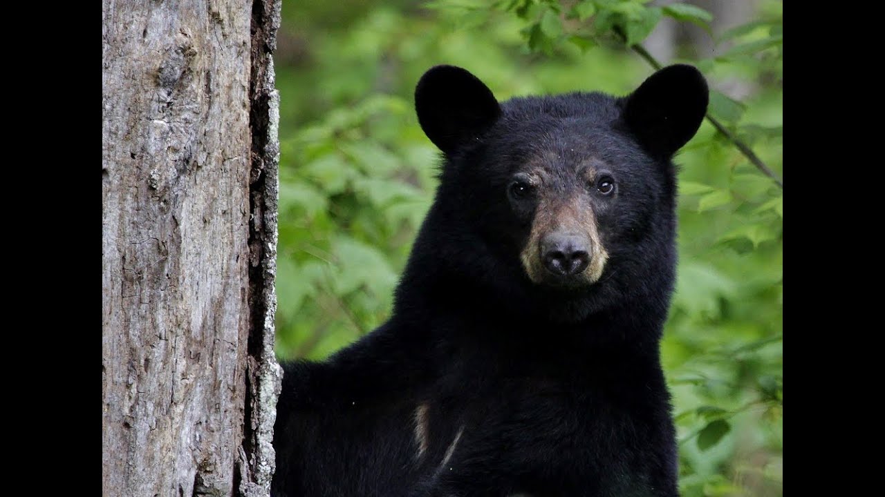 Audio Description: The History of Black Bears on the Cumberland Plateau ...