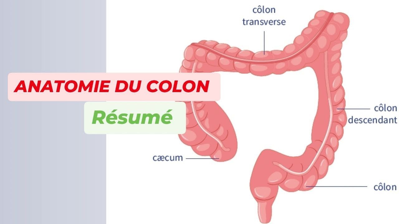 ANATOMIE DU COLON ( Résumé ) - YouTube