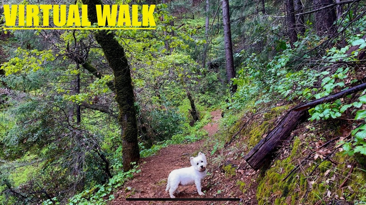 VIRTUAL DOG WALK: Exploring Woods With BIRD Songs - YouTube