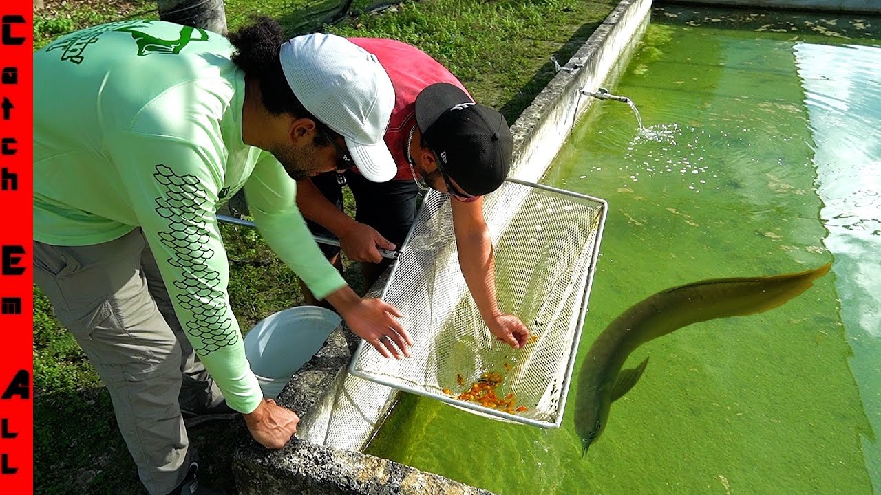 BUYING and CATCHING ALL the BABY FISH Out of TROPICAL FISH FARM to ...