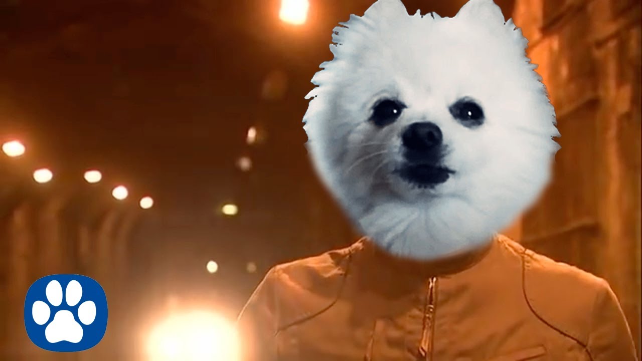 Coldplay - Fix You (Cover Perro) - YouTube