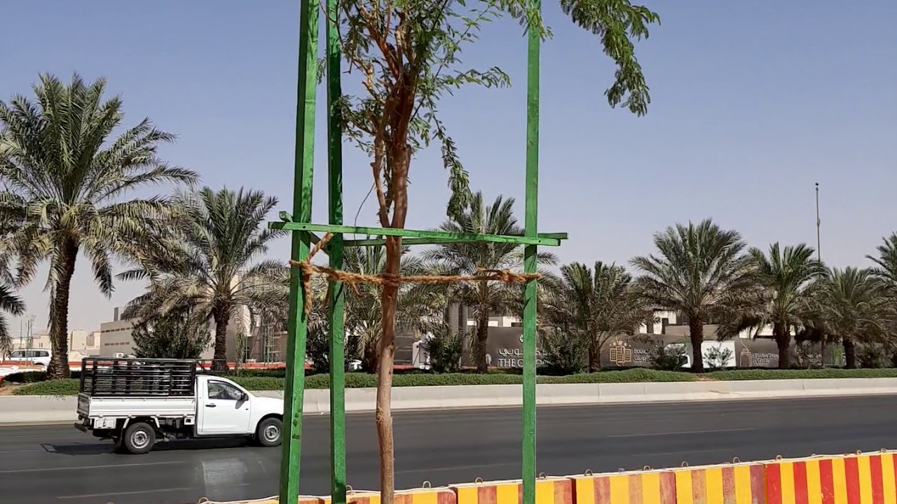 Happy new TREES PLANTED in Riyadh - YouTube