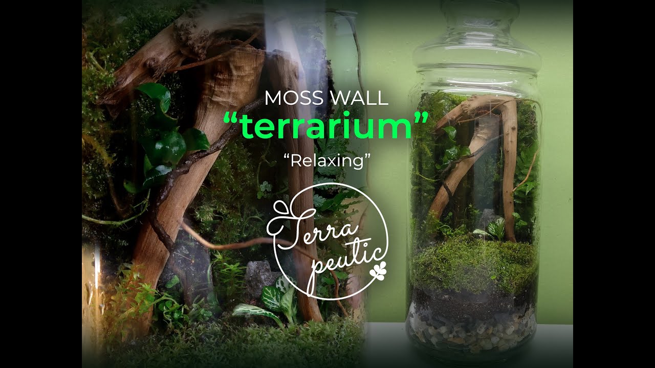 Moss Wall Terrarium - Relaxing - YouTube