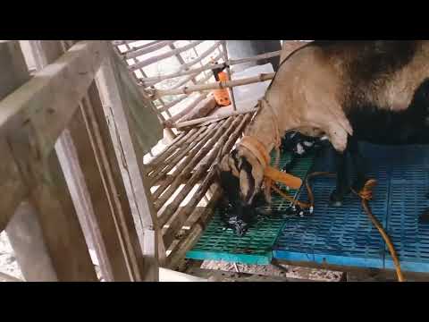 How goat give birth 😀