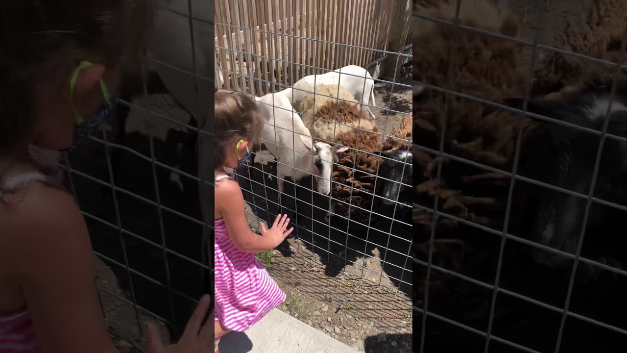 Scared by the sheep! - YouTube