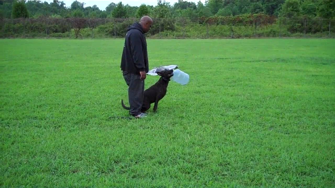 Phoenix PSA 1(Retrieve around Decoys) - YouTube