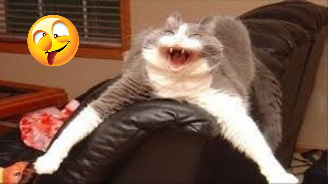 🐾😹 Funniest Pet Bloopers Compilation! 😂🐶 | Best Cat & Dog Fails! - YouTube