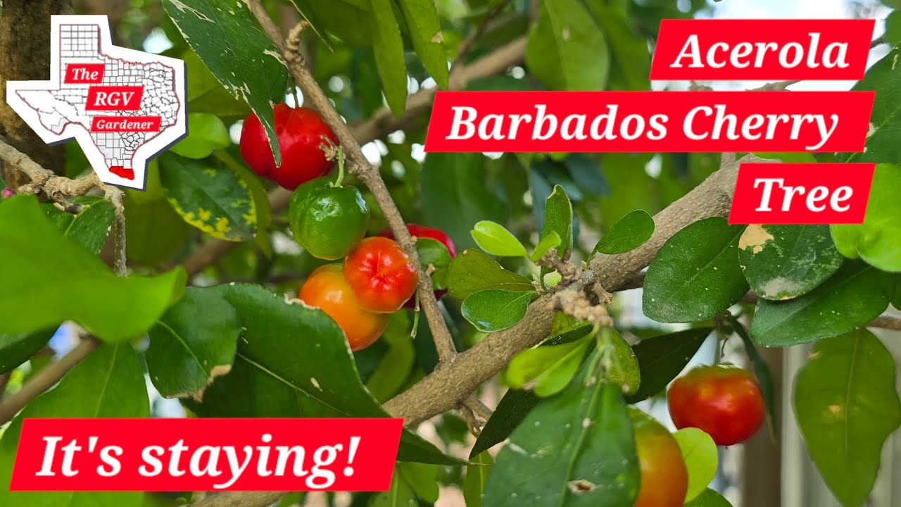 Barbados Cherry Tree Exploding with Fruit 💥 || The RGV Gardener - YouTube