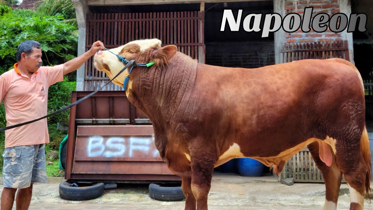 Paling Lambat Diantara Sapi-Sapi Yg Lain, Napoleon Si Paling Lelet ...