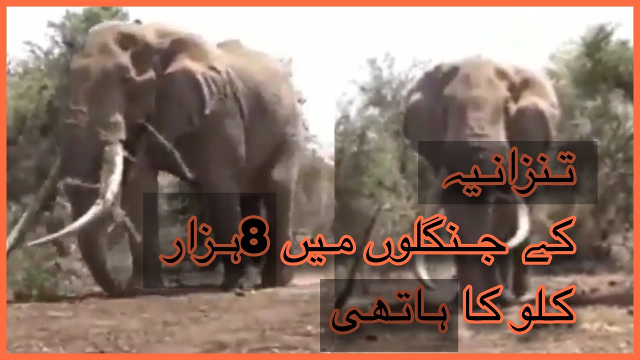 Worlds biggest elephant takes a walk in Tanzania forest|| 8000kg ...