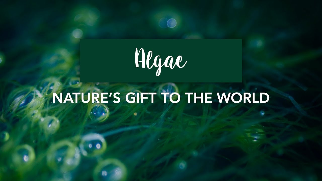 Algae: Nature’s Gift To The World - YouTube