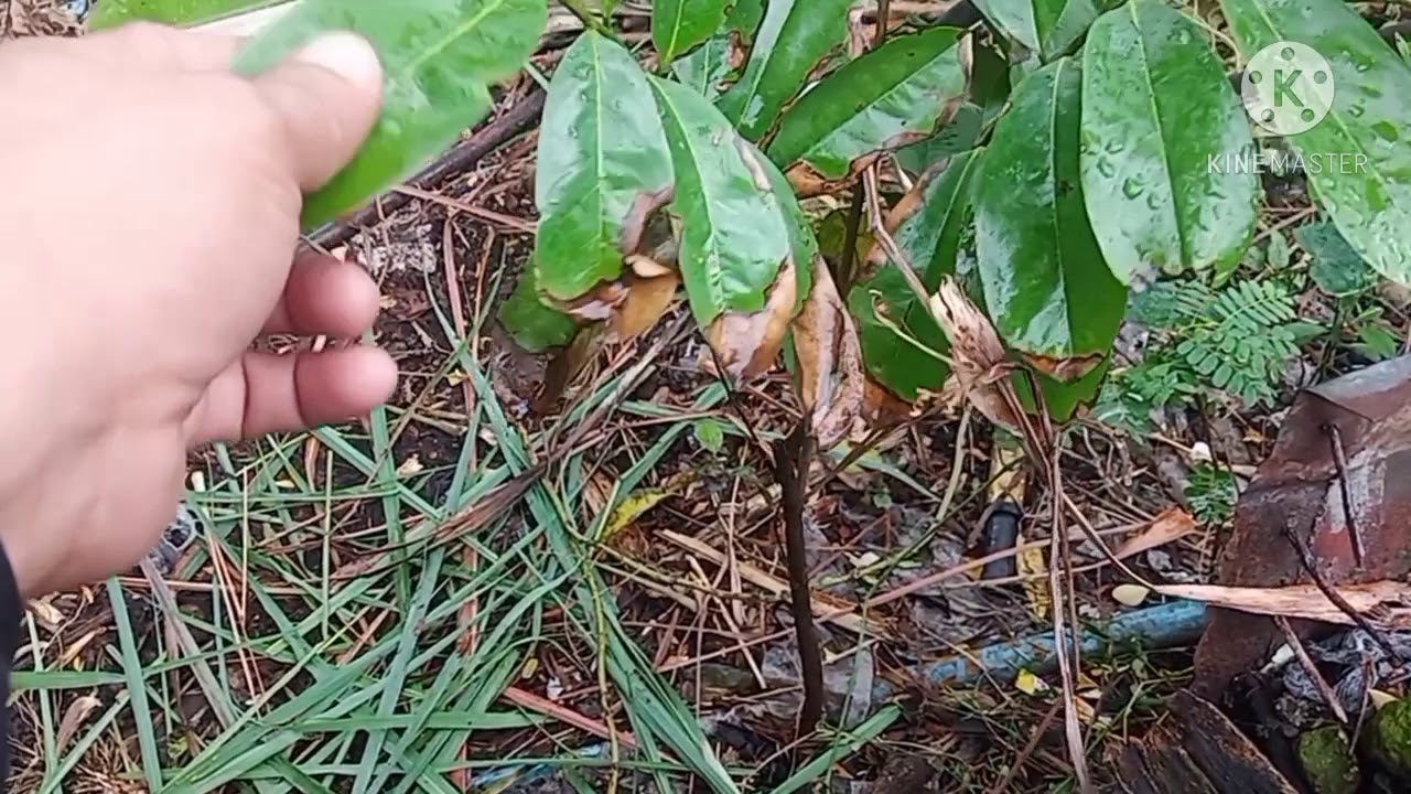 #red balite bonsai plant #bonsai #plant ##plantitos #bonsaiproject ...