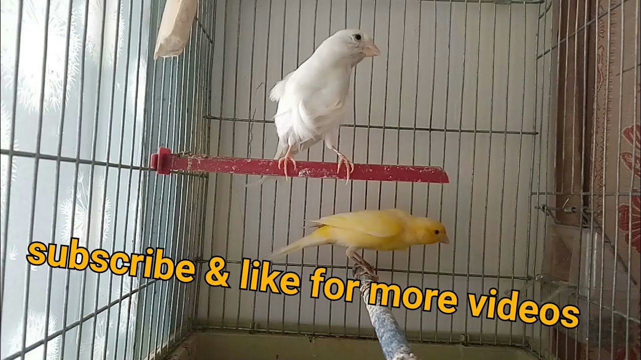 Hand Tame Canary Training - YouTube