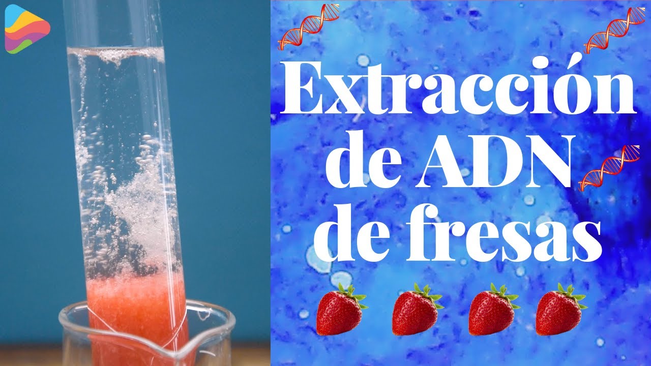 Extracci贸n De Adn De Fresas 馃崜 Aprende Con Tabella Youtube