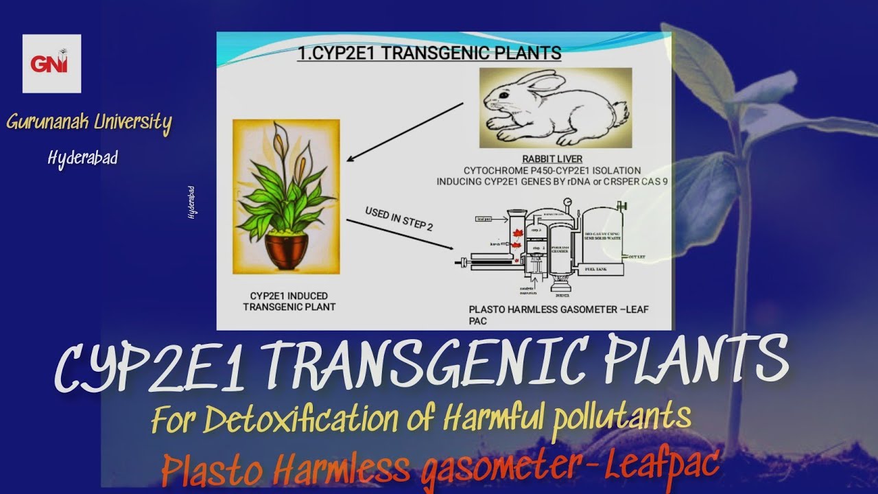 CYP2E1 Transgenic plants for detoxification Harmful pollutants || Plasto harmless gasometer ...