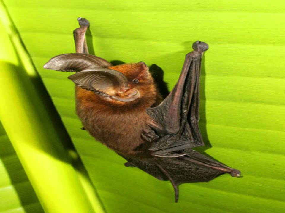Sucker footed bat - YouTube