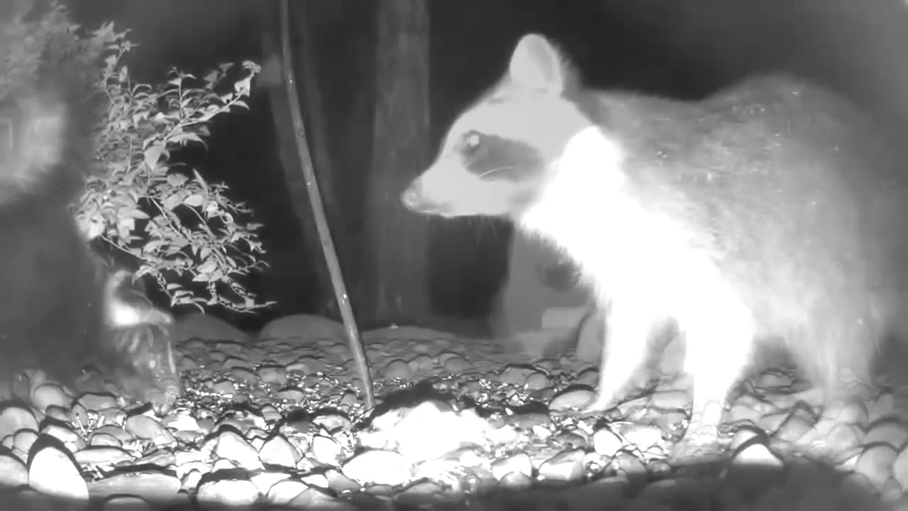 The Skunk and the Raccoon - YouTube