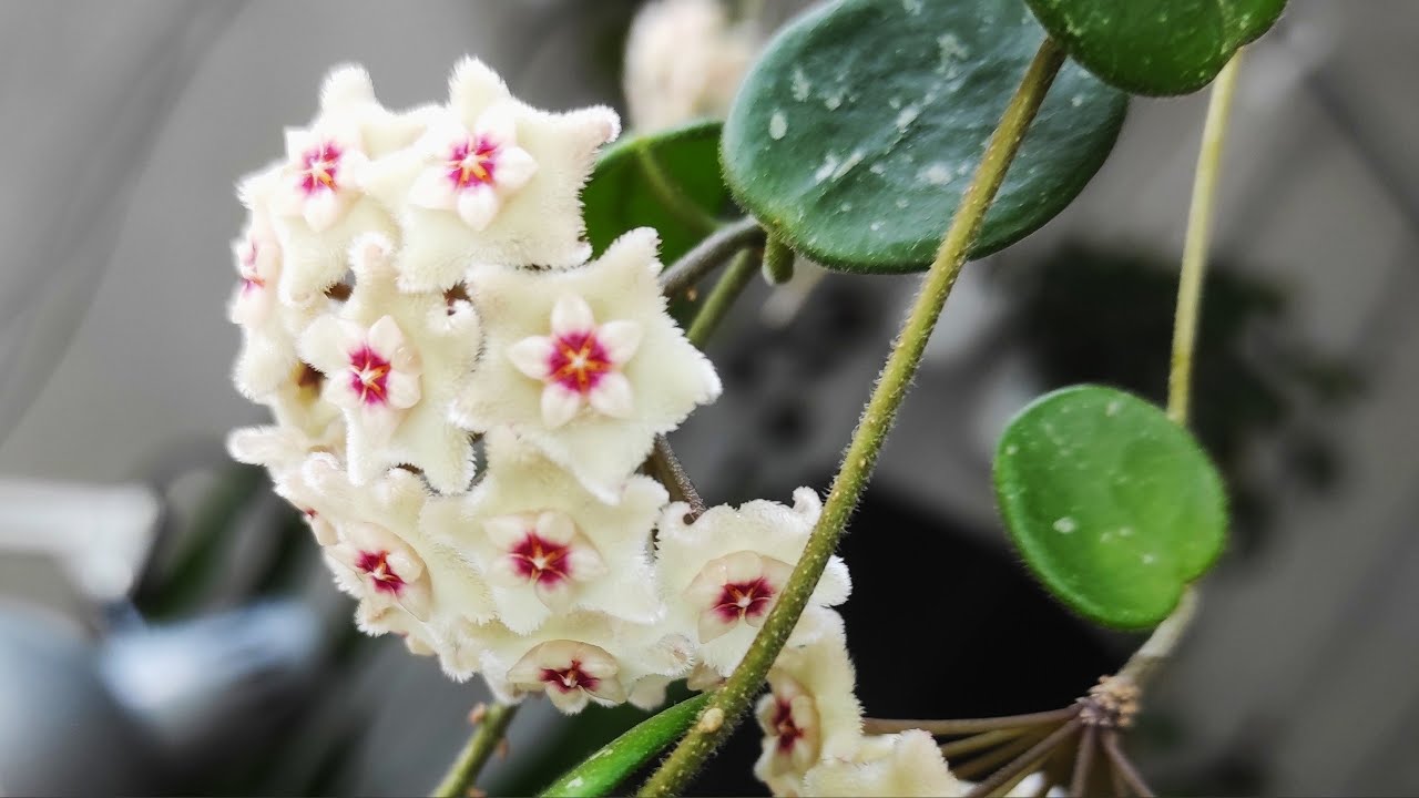 Хойя в цвету /// Hoya Mathilde Splash in bloom - YouTube