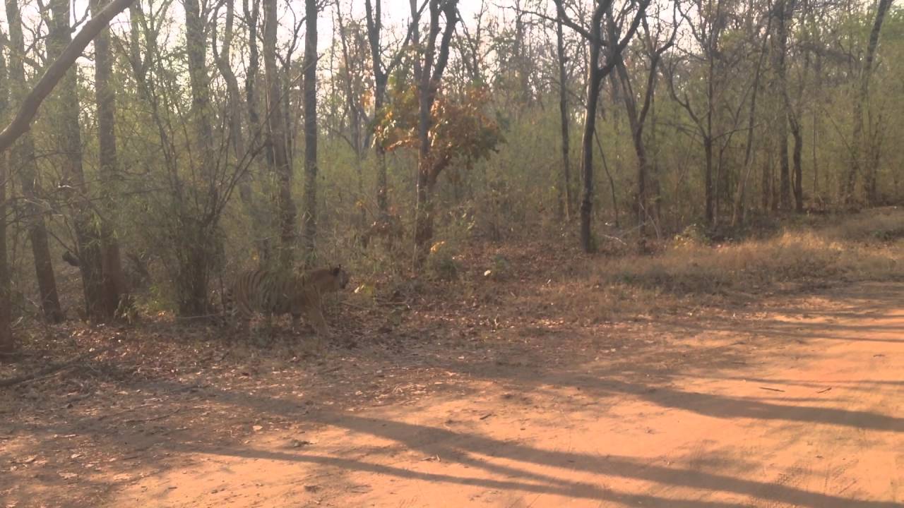 Biggest tiger Waghdoh..Tadoba tiger reserve... - YouTube