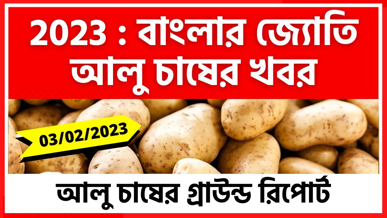 03/02/2023 : বাংলার জ্যোতি আলু চাষের খবর I Bengal Potato Cultivation ...