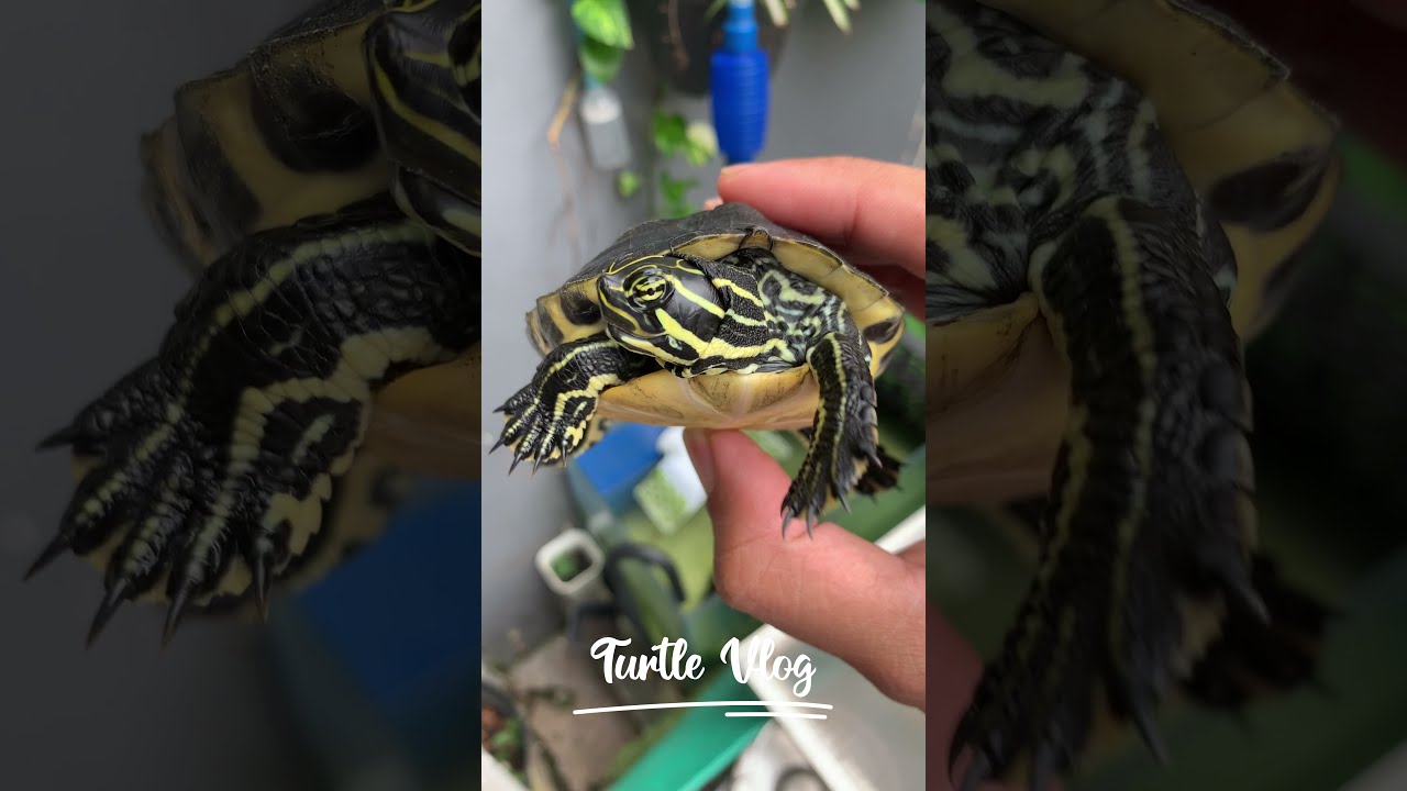 Peninsula Cooter Turtle Care: A Guide for New Keepers