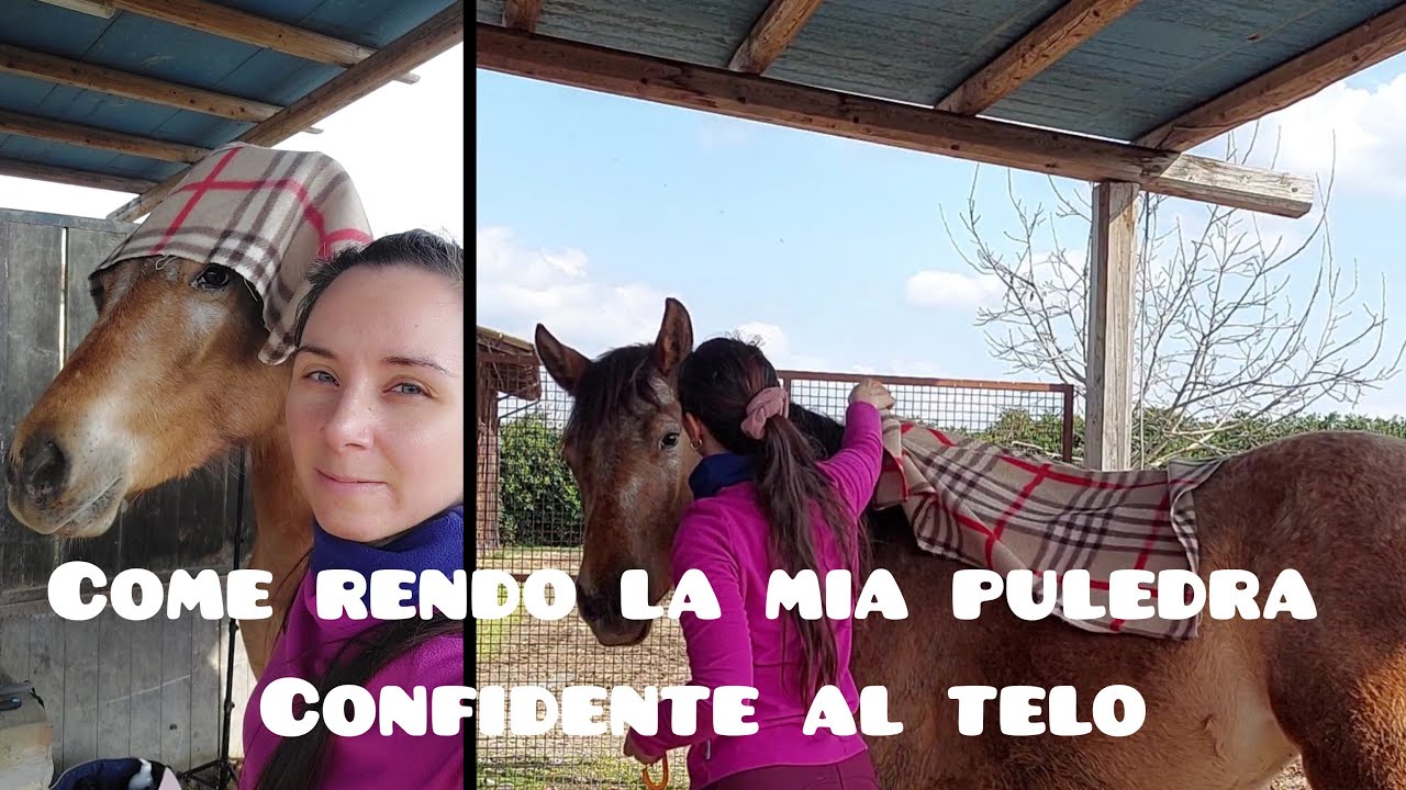 COME RENDO LA MIA PULEDRA CONFIDENTE AL TELO. PT 1 - YouTube