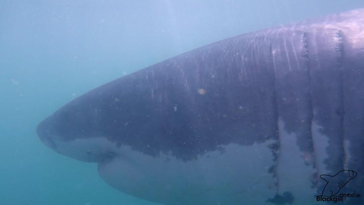 Largest Great White Shark Attack on Record - YouTube