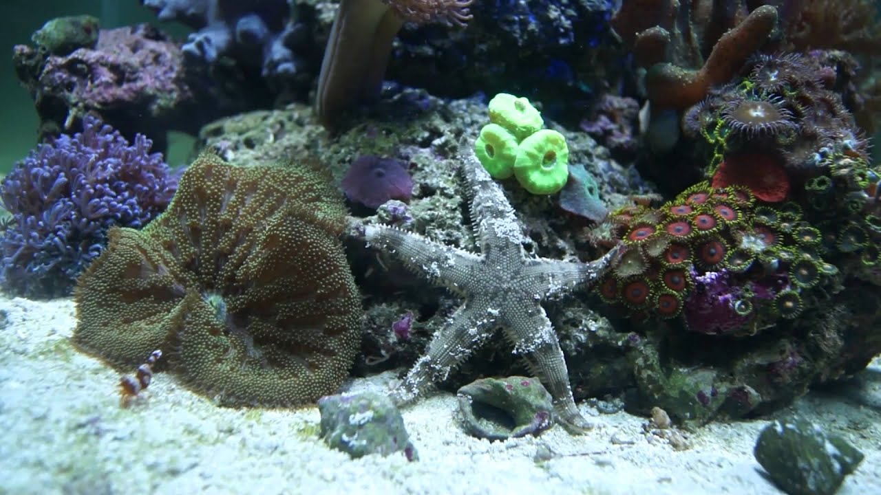 Ernestu Reef - rozgwiazda piaskowa [Archaster angulatus] - YouTube