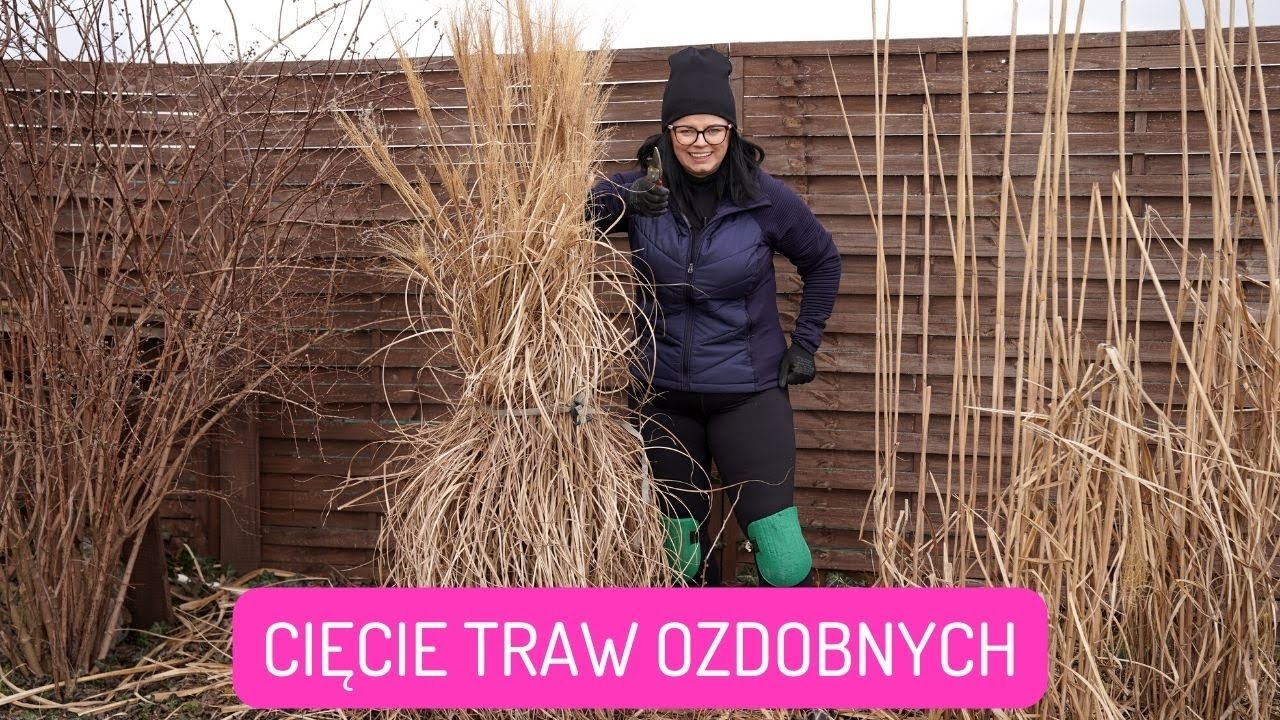 Przycinanie traw ozdobnych. Kiedy obcinać trawy ozdobne. Przycinanie ...