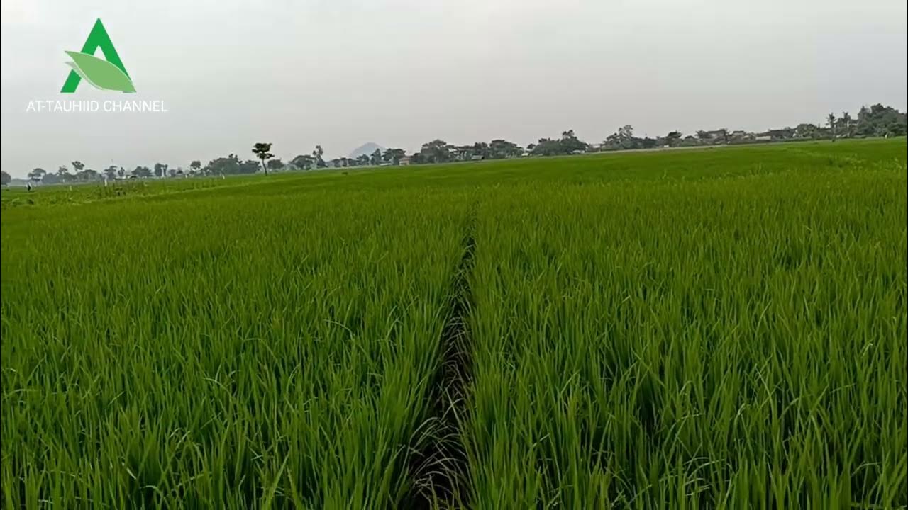 Perkembangan Padi Polton - YouTube