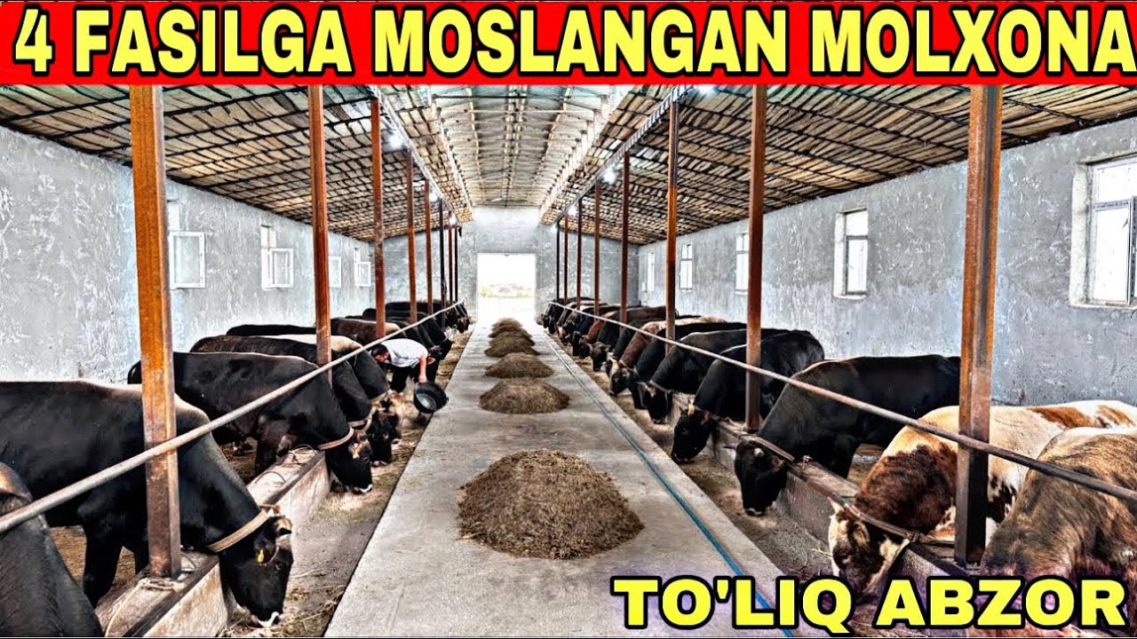 4 FASILGA MOSLANGAN ZAMONAVIY MOLXONA BARCHA SHAROITLAR QILINGAN - YouTube