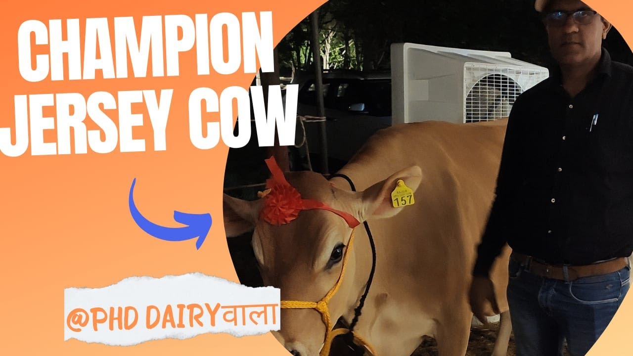 Champion Jersey at NDRI Karnal II Arya Dairy farm Dadupur Karnal II ...