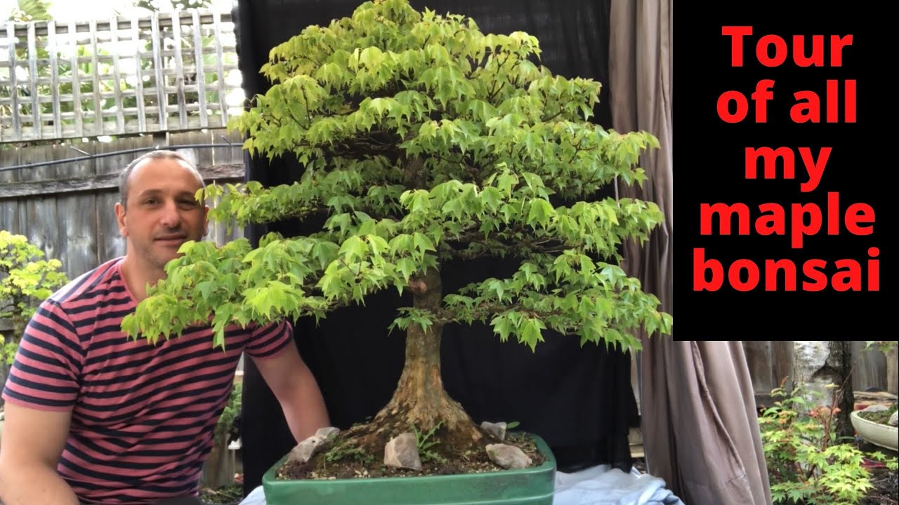 My Maple bonsai collection tour Beautiful maple bonsai from my ...