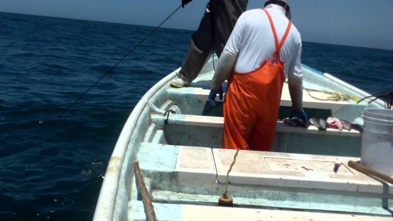 Pesca de Mero de 160 kg. en Las Barrancas, Municipio de Comondú - YouTube