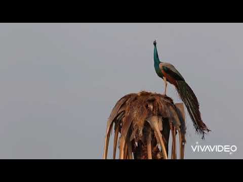 Tavus kuşular #doga