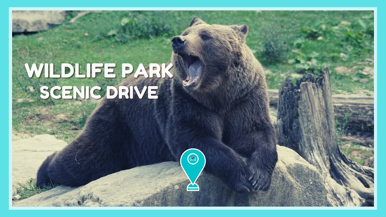 Driving through a WILDLIFE Park - Bearzona - YouTube