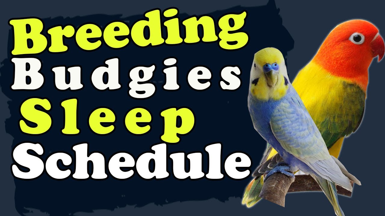 Why Is Sleep Important for Parrot | Why is sleep important for Budgies ...