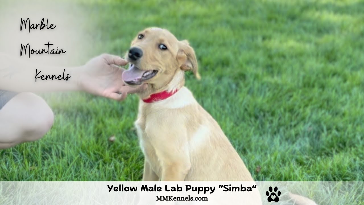 Very People-Focused "Velcro" Puppy Yellow Male Lab "Simba" Born March ...
