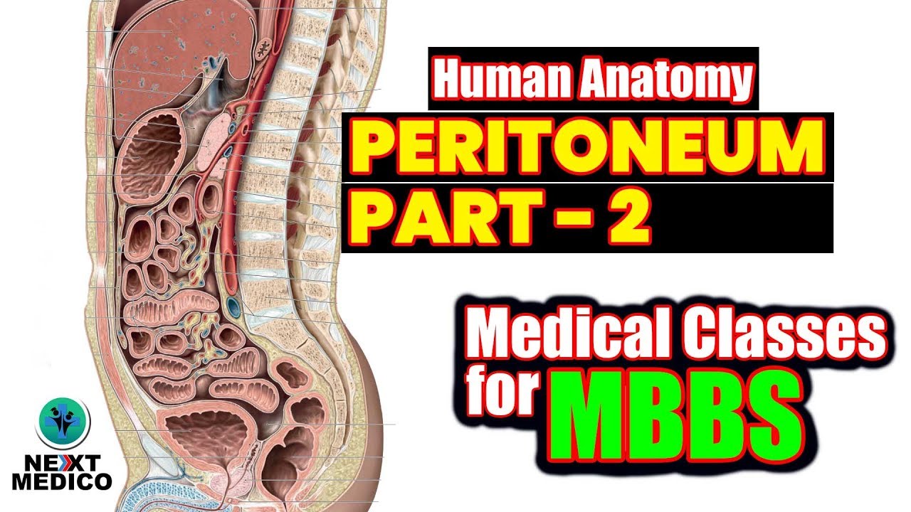 NEXT MEDICO - MBBS : Abdomen Region : Peritoneum Lecture - 6 Part - 2 ...