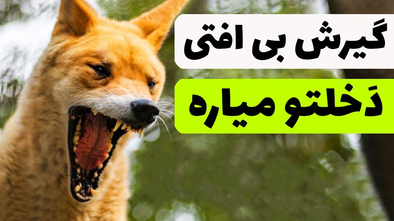 سگ آدم خوار گیرش بی افتی دخلتو میاره Youtube