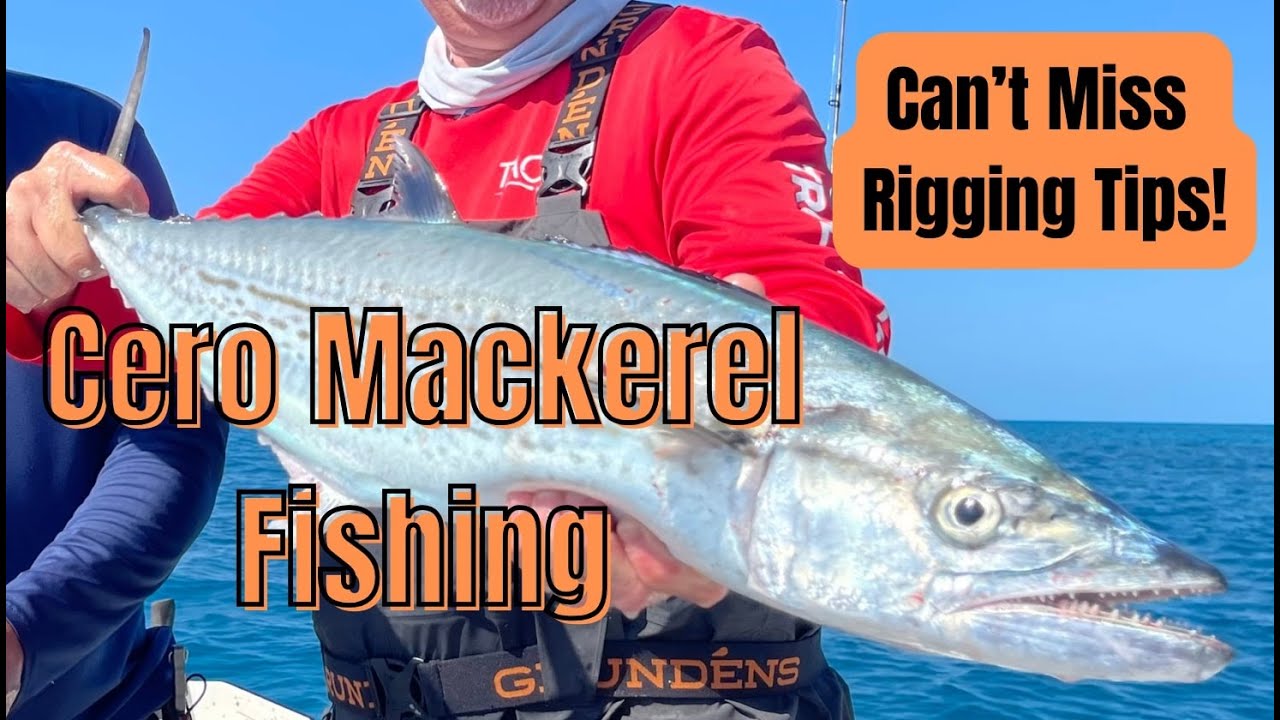 🎣Cero mackerel fishing | Cero Mackerel Tactics 2024 | Spanish mackerel ...
