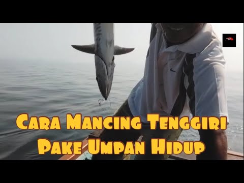 Tutorial Cara Mancing Tenggiri Pake Umpan Hidup - YouTube
