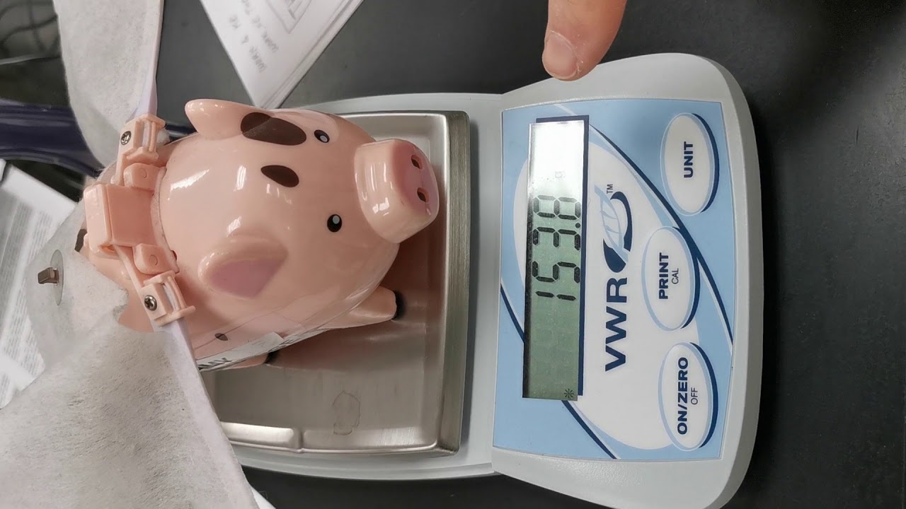 Flying Pig Lab YouTube Flying Pig Lab YouTube
