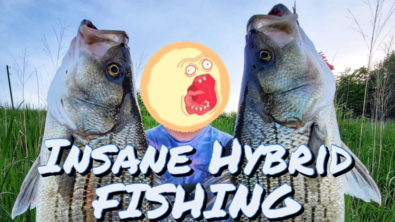 INSANE Hybrid Wiper Smackdown & Bonus Fish (Rare) - YouTube