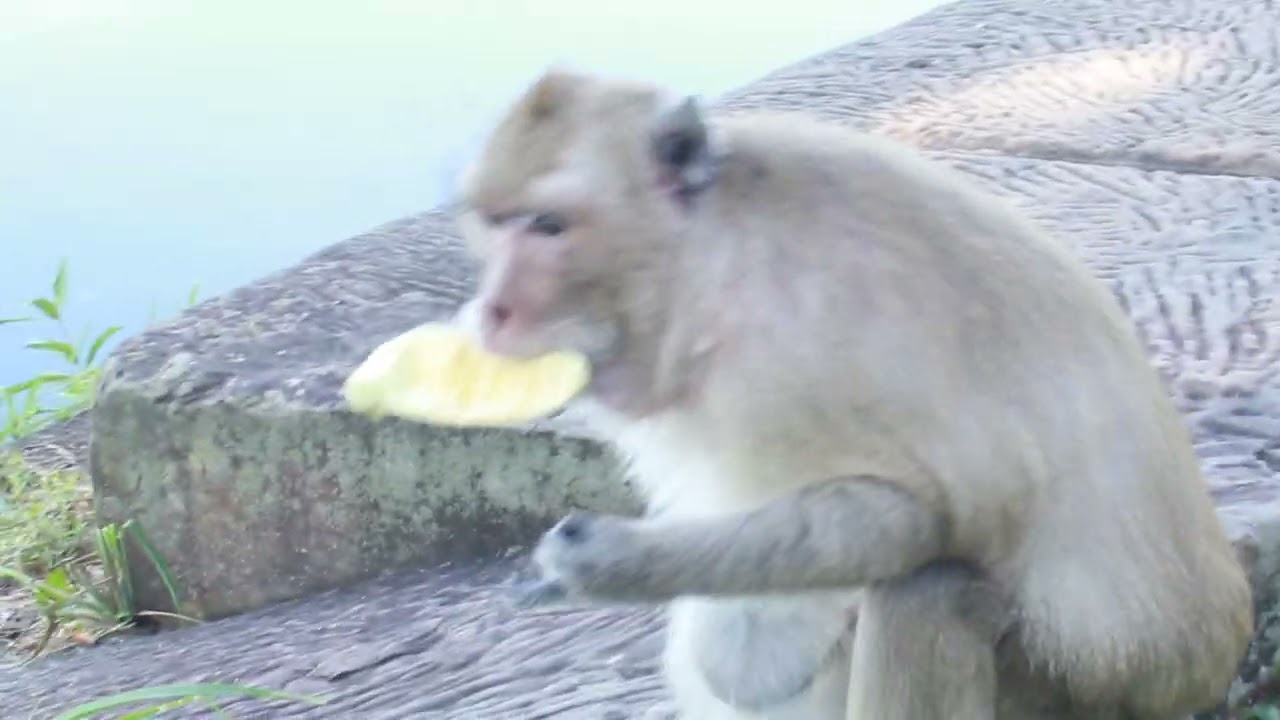 monkey love sour Mongo || feeding one box peanuts to hungry monkey ...