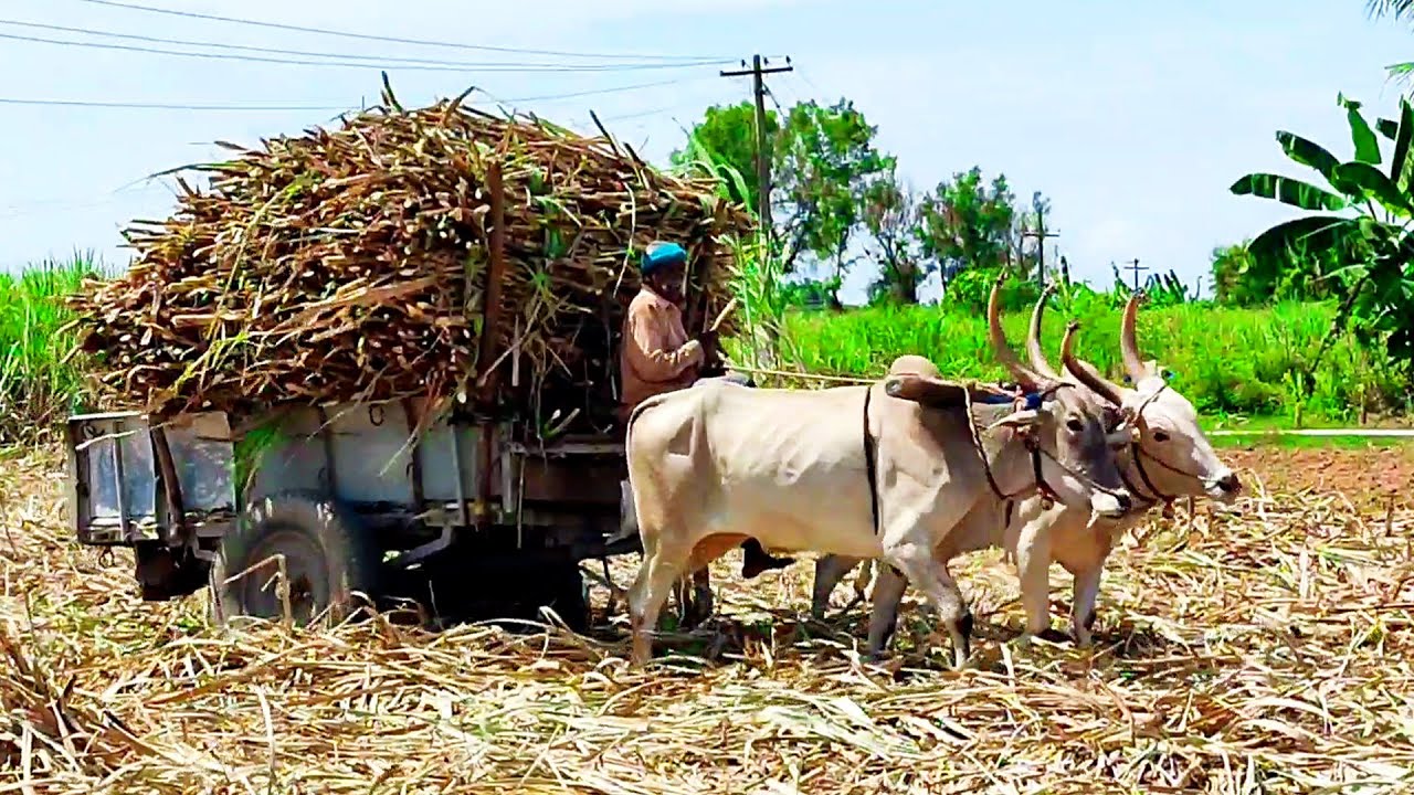 bullock cart heavy load race | bullock cart race | bullock cart ride ...