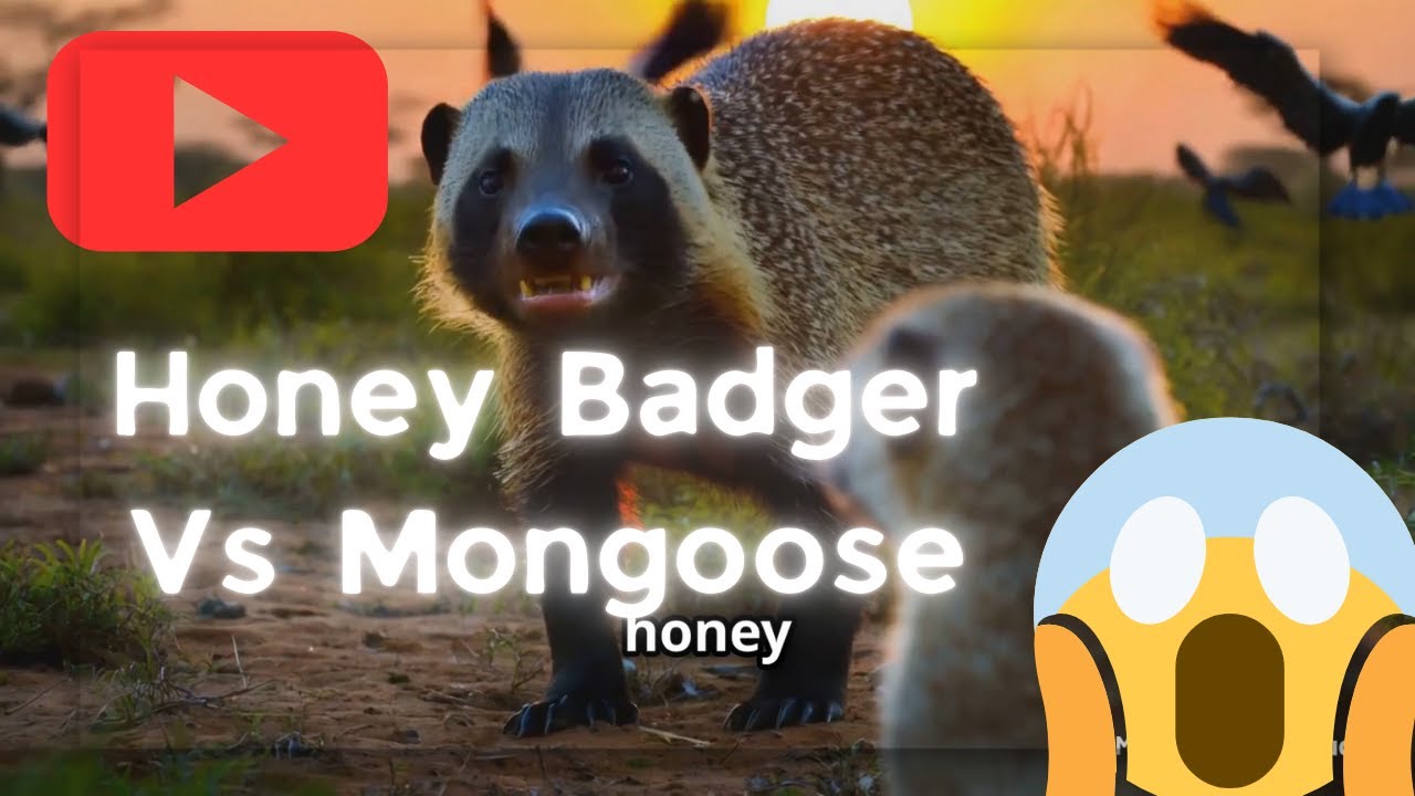 Epic Battle: Mongoose vs. Honey Badger - Nature’s clash of titans ...
