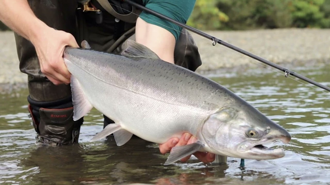 Twitching Jigs for Coho Salmon - The Deep-Dive Podcast - YouTube