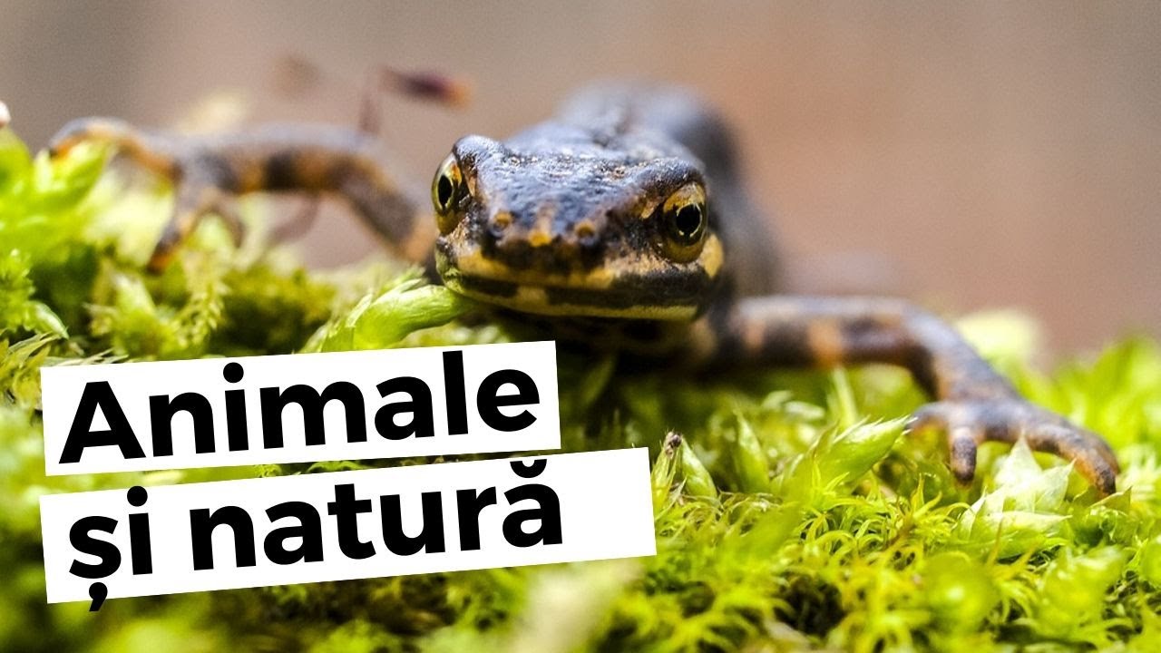 5 lucruri interesante despre Tritonul cu creastă - YouTube