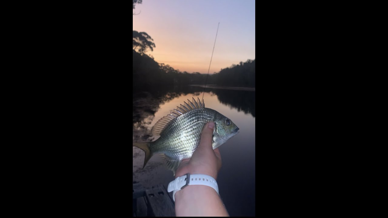 cook up and lots of fish and action with the tabs kids - YouTube